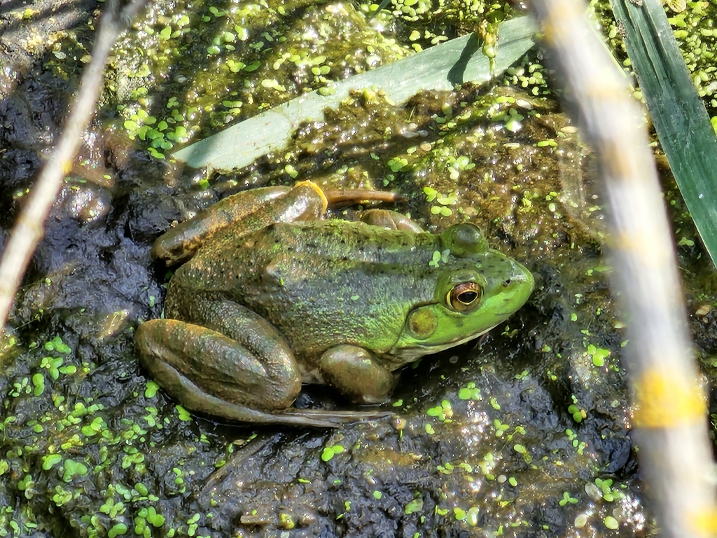 American Bullfrog from Silverdale, WA 98383, USA on September 10, 2023 ...