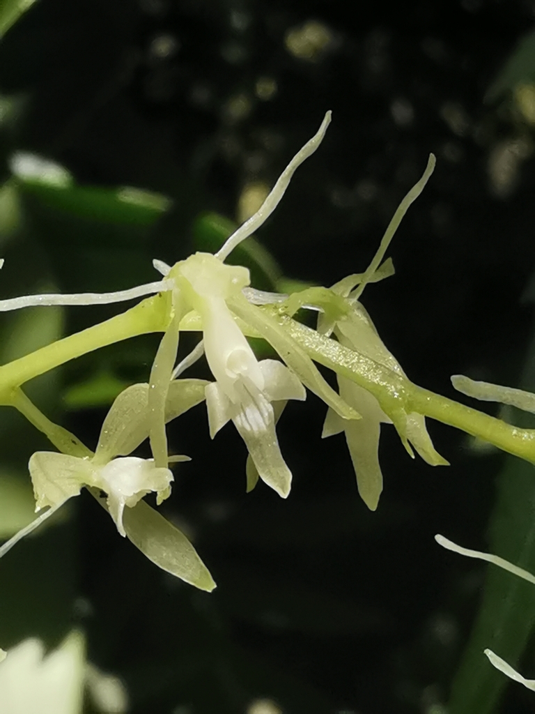 Epidendrum purum (Orquídeas de Venezuela) · iNaturalist