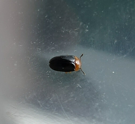 Triplax scutellaris from Пушкинский р-н, Московская обл., Россия on ...