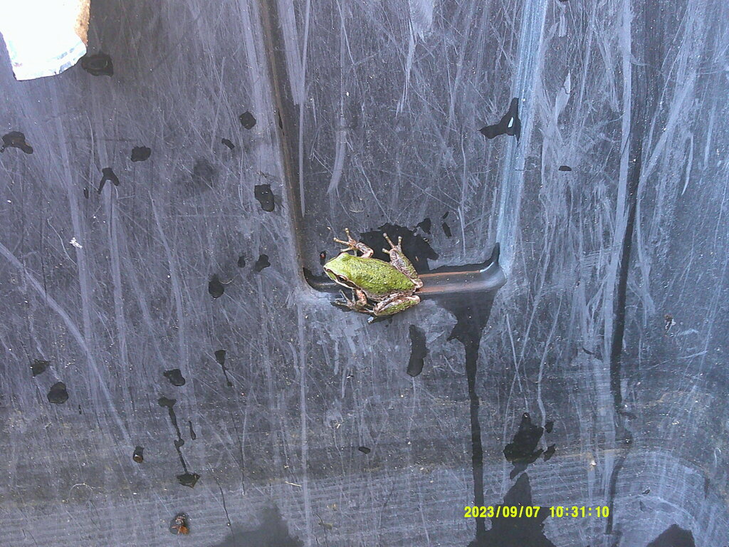 Baja California Tree Frog in September 2023 by snowlock70. Digital ...