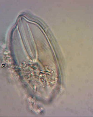 Lyrella lyra · iNaturalist