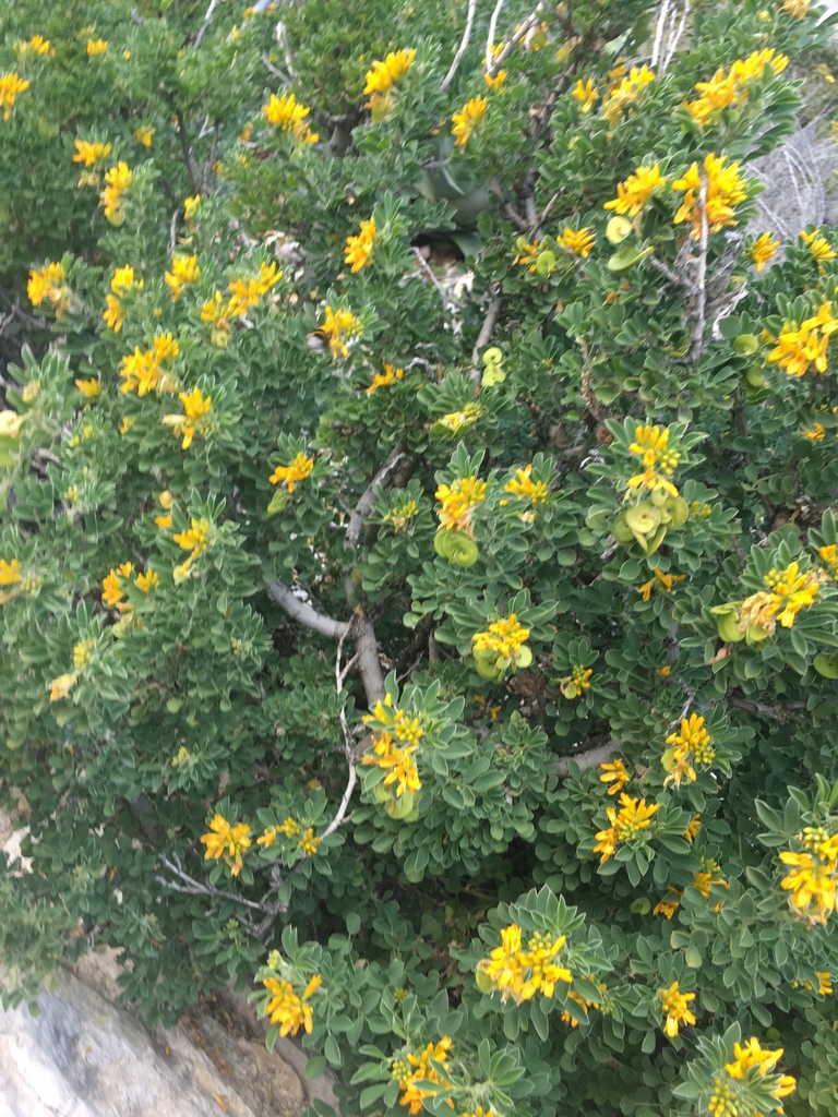 tree medick from Sentier Touristique Bord de Mer, Nice, Provence-Alpes ...