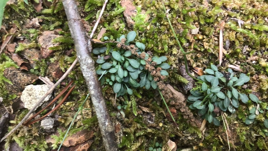 azure bluet from Anderson County, US-TN, US on September 12, 2023 at 02 ...