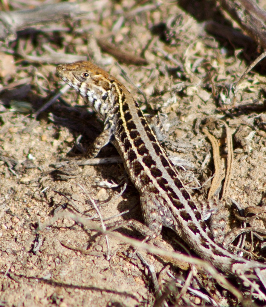 Braided Smooth-throated Lizard from Elqui Province, Coquimbo, Chile on ...