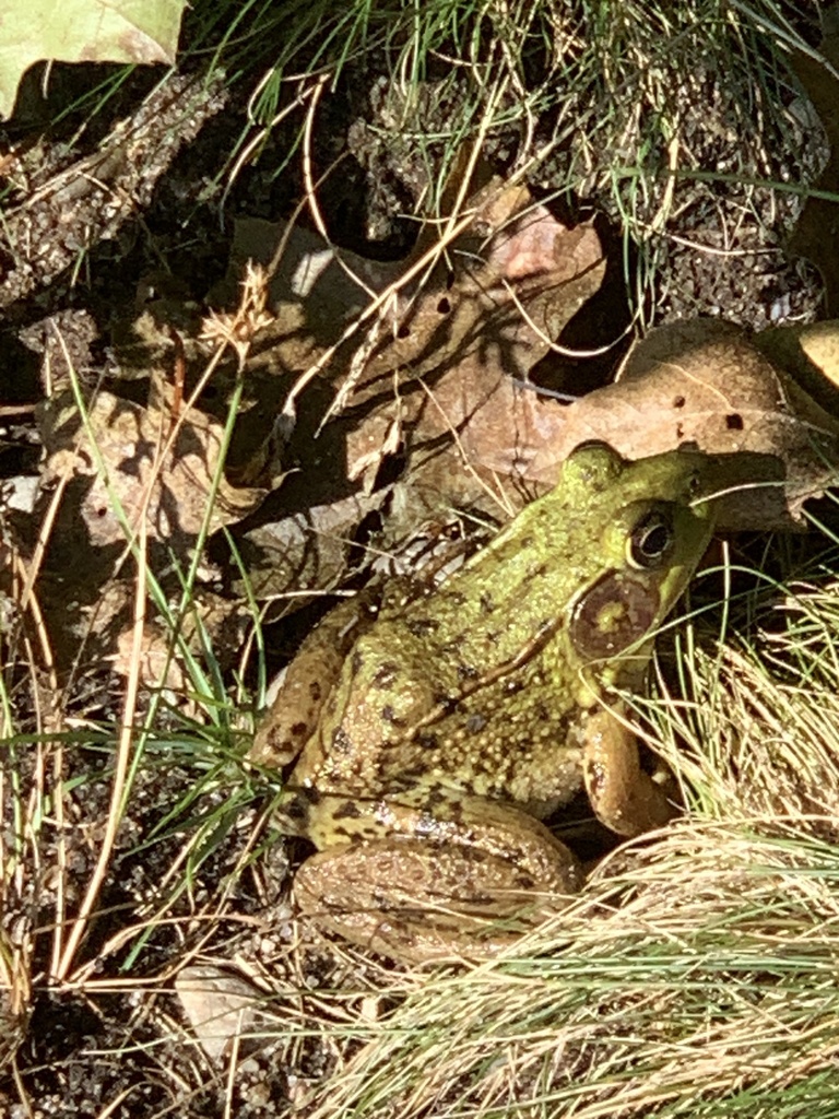 Green Frog from Duxbury Bogs, Duxbury, MA, US on September 12, 2023 at 04:22 PM by George Lynch ...