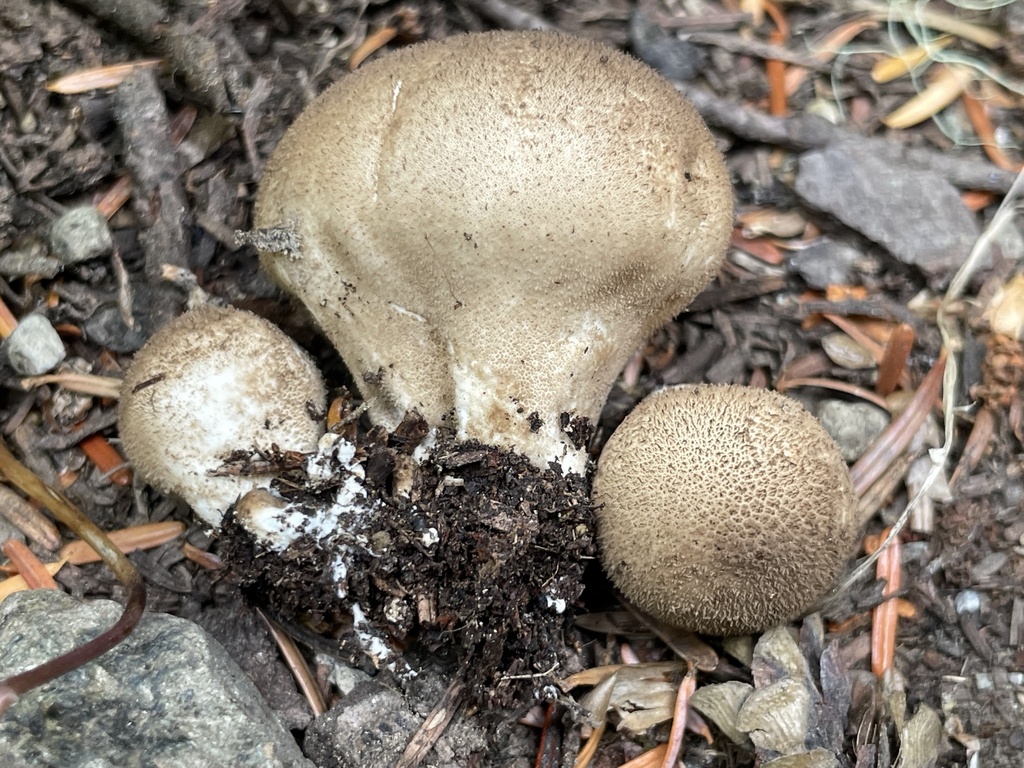 Lycoperdon from Okanogan - Wenatchee National Forest, Cle Elum, WA, US ...