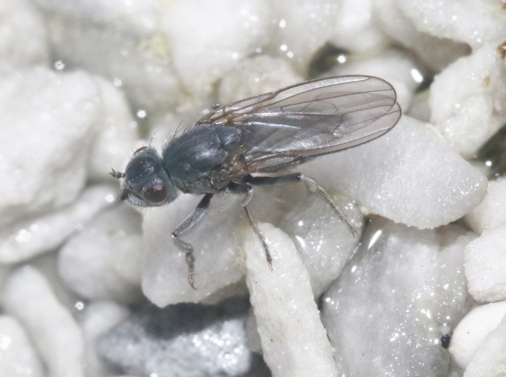 Alkali Fly from Mono County, CA, USA on June 27, 2023 at 07:41 PM by ...