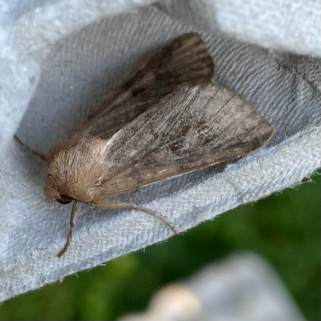 Bronzed Cutworm Moth from Selwyn on September 9, 2023 at 08:37 AM by ...