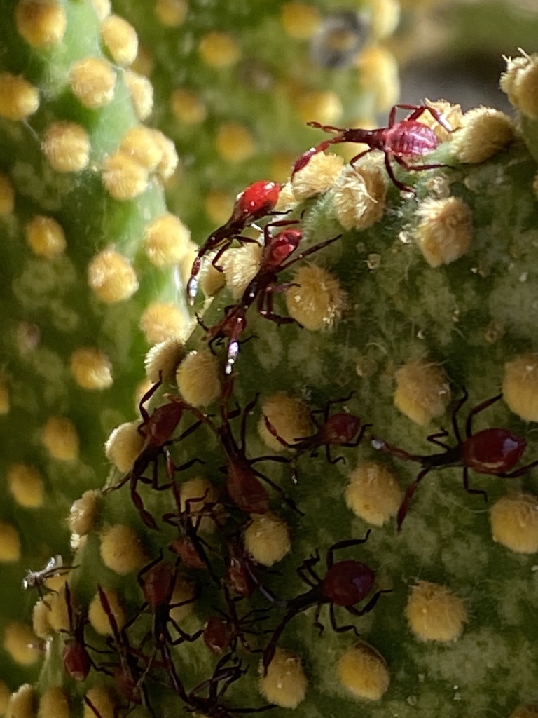 Cactus Coreid Bug from Koala Dr, Killeen, TX, US on July 26, 2023 at 11 ...