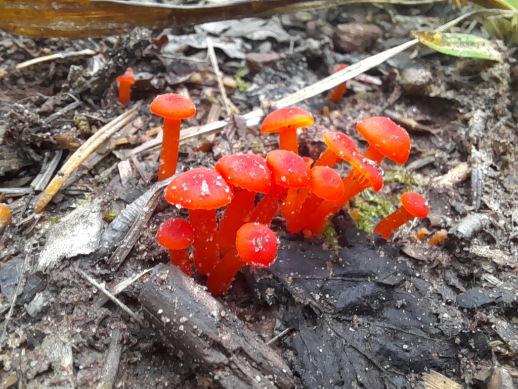 Vermilion Waxcap from Elmwood, PE C0A 1H3, Canada on July 30, 2023 at ...