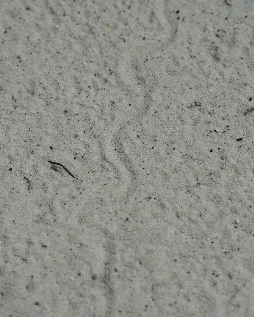 Florida Sand Skink in September 2023 by Isaac Lord · iNaturalist