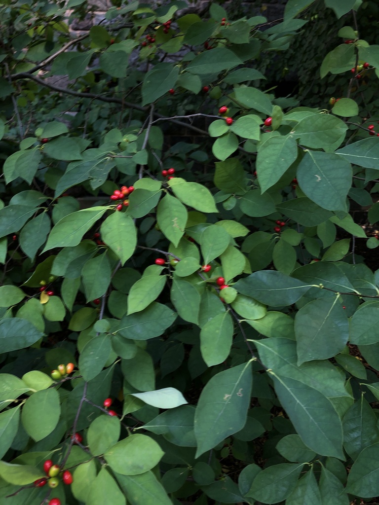 northern spicebush from University of Michigan, Ann Arbor, MI, US on ...