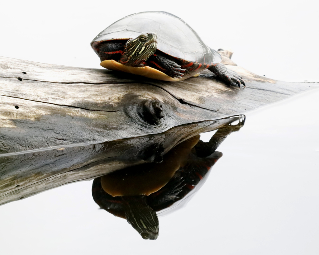 Painted Turtle from 159 Sapsucker Woods Rd, Ithaca, NY 14850 on ...