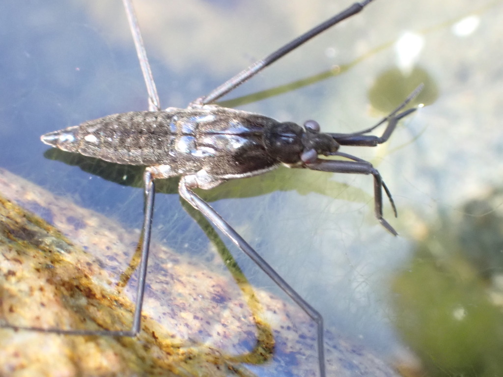 North American Common Water Strider from Capital, BC, Canada on July 21 ...