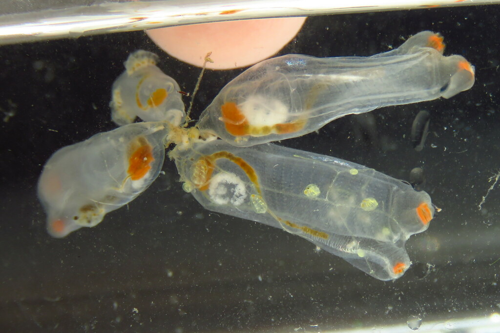 Perophora viridis in September 2023 by Squidpastry. growing upon ...