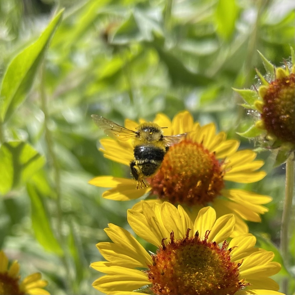 Bumble Bees from Gonzaga University, Spokane, WA, US on June 3, 2023 at ...