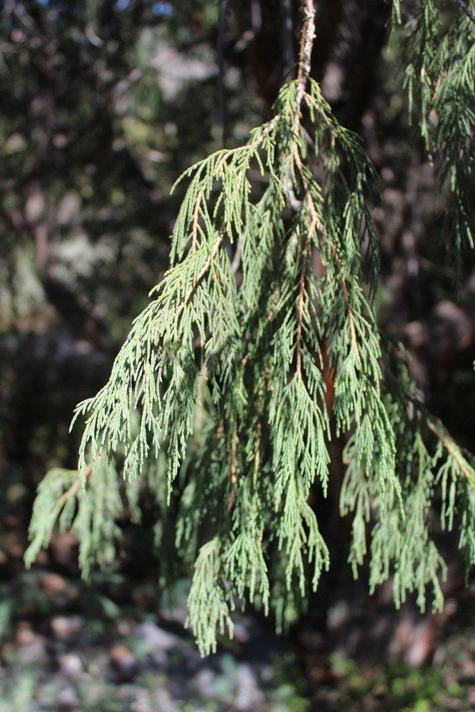 Weeping Juniper from Municipio de Torreón, Coah., México on September ...