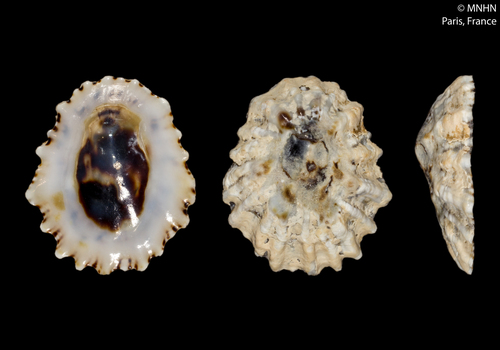 Patelloida rugosa · iNaturalist