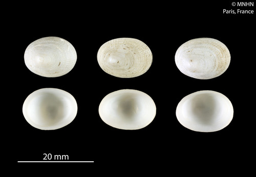 Pectinodonta aupouria · iNaturalist