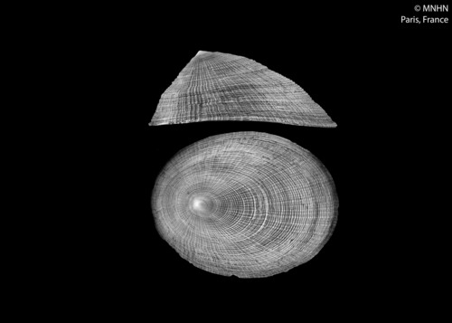 Pectinodonta beta · iNaturalist