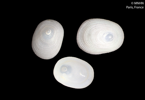 Familia Pectinodontidae · iNaturalist Mexico