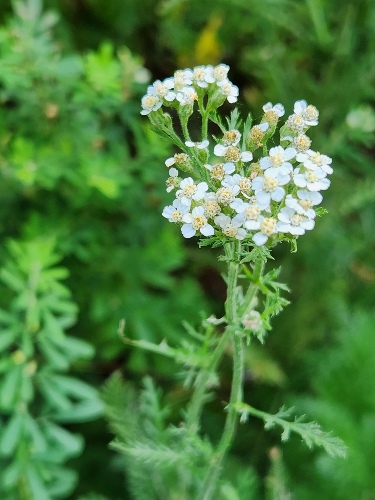 common yarrow from Charles County, MD, USA on September 9, 2023 at 10: ...