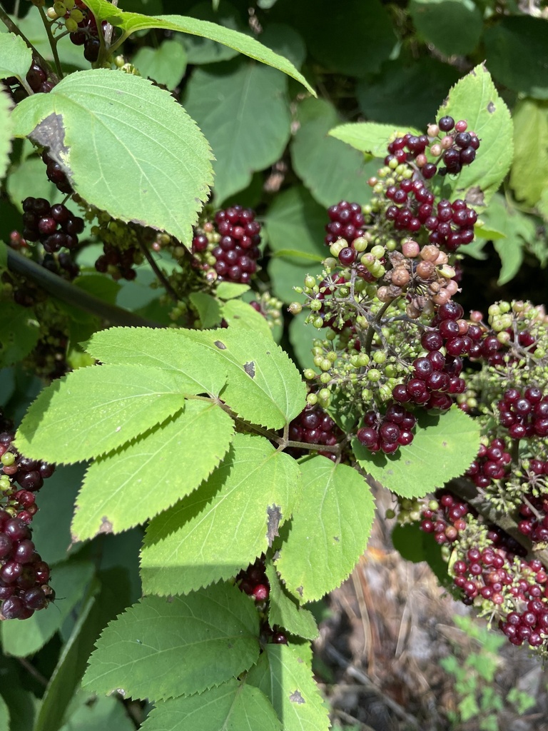 American spikenard from Mt. Philo State Park, Charlotte, VT, US on ...