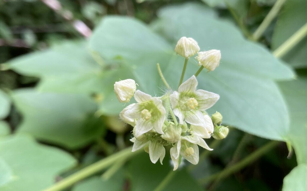 Bur-cucumber from Winston-Salem, NC, USA on September 9, 2023 at 04:39 ...
