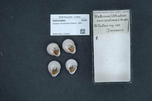 Alcadia microstoma · iNaturalist