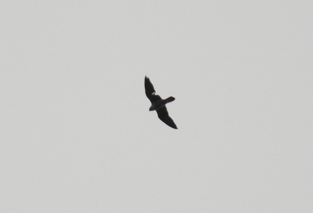 Peregrine Falcon from Henry County, TN, USA on September 12, 2023 at 06 ...