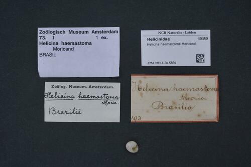 Helicina haemastoma · iNaturalist