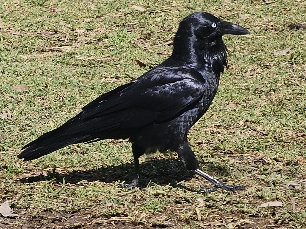 Australian Raven from Rooms 205 and 205A Shortland Building University ...