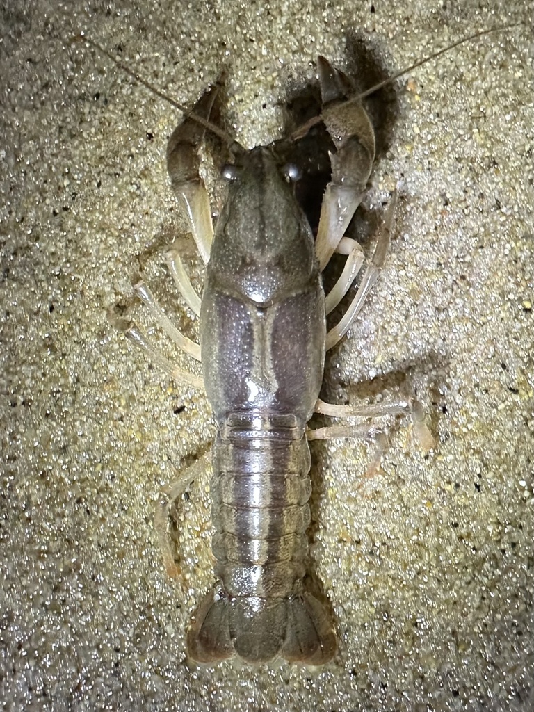 Digger Crayfish from Norfolk County, ON, CA on September 10, 2023 at 10 ...