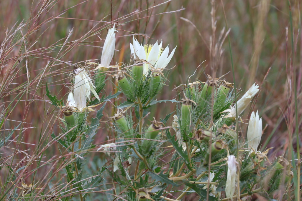 Ten-petal Stickleaf from Knox County, NE, USA on September 9, 2023 at ...