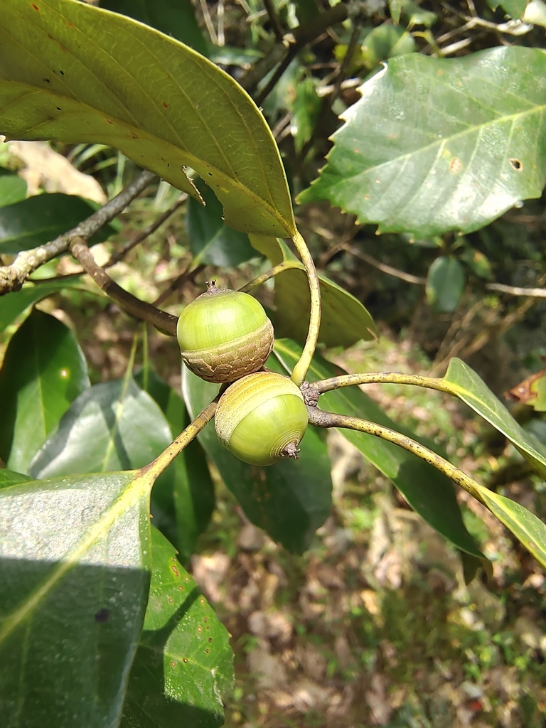 ring-cupped oak from Yichun, CN-JX, CN on September 11, 2023 at 11:52 ...