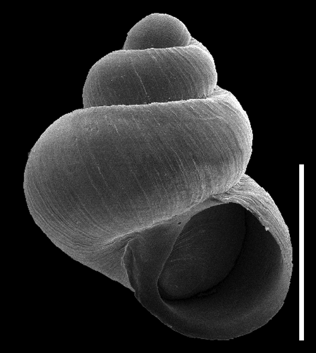 Georissa saulae · iNaturalist