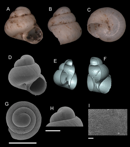 Georissa leucococca · iNaturalist