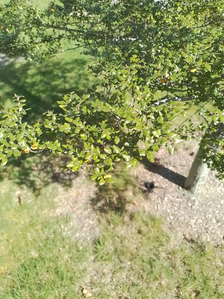Southern Beeches from Dunedin North, Dunedin, New Zealand on September ...