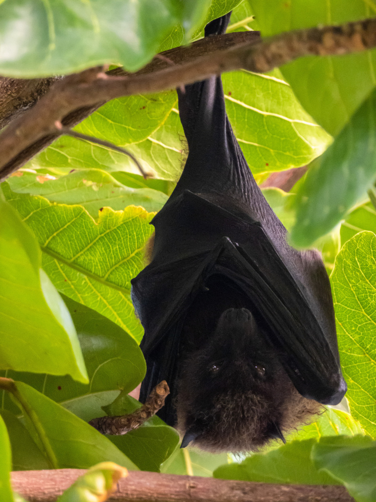 Formosan Flying Fox in July 2023 by abujudy · iNaturalist