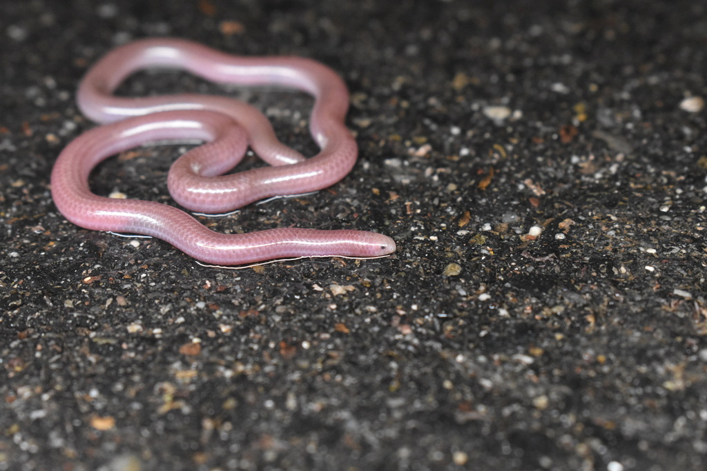Western Threadsnake in September 2023 by Max Roberts. was out on the ...