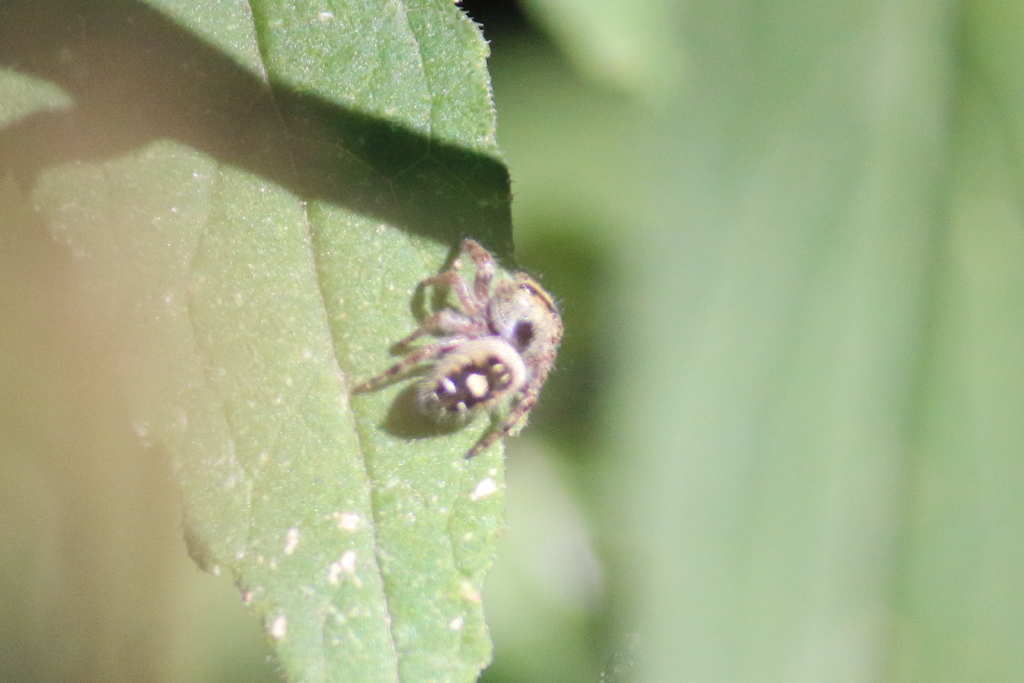 Bold Jumping Spider from Virginia Village, Denver, CO, USA on September ...