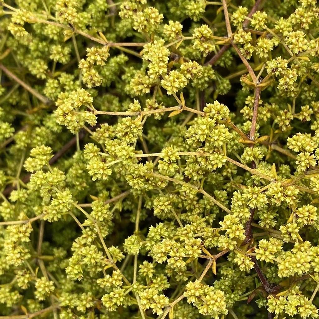 Crystal Lake nailwort (Paronychia chartacea minima) - Botanical Realm