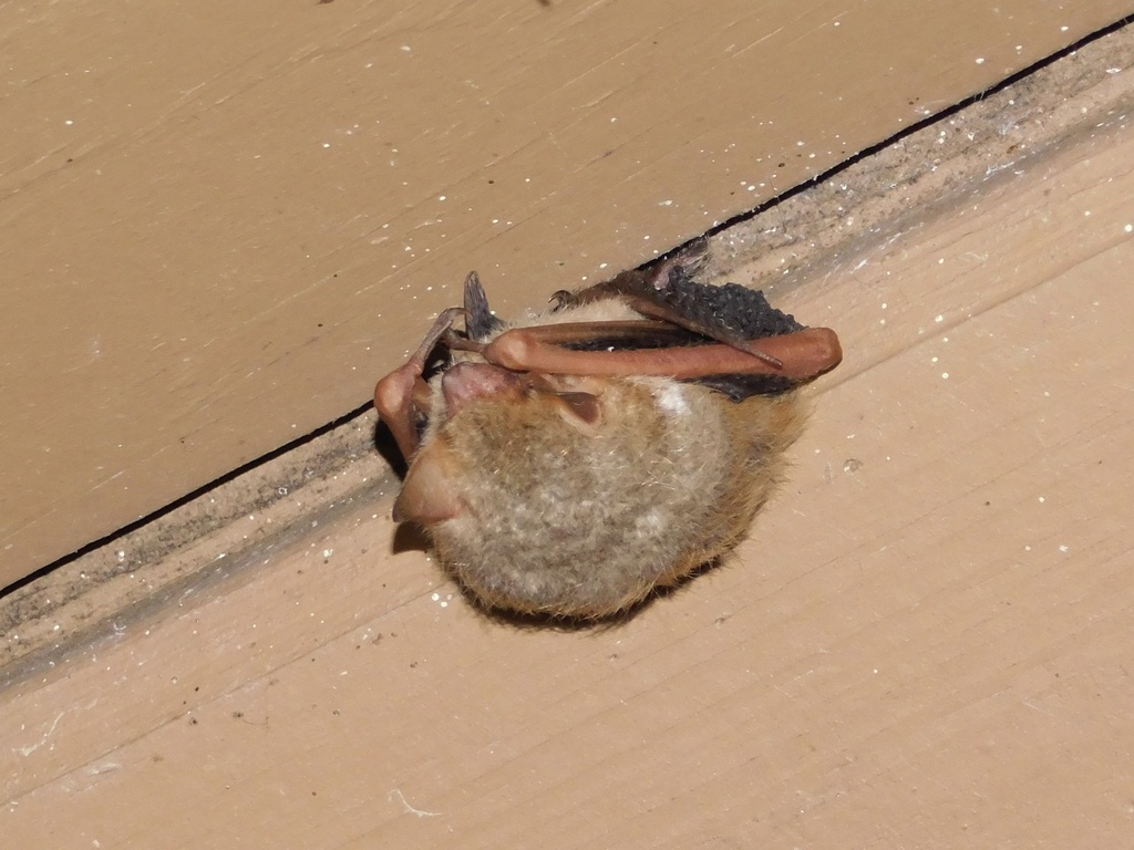 Tricolored Bat from Lettuce Lake Conservation Park, Tampa, FL, US on ...