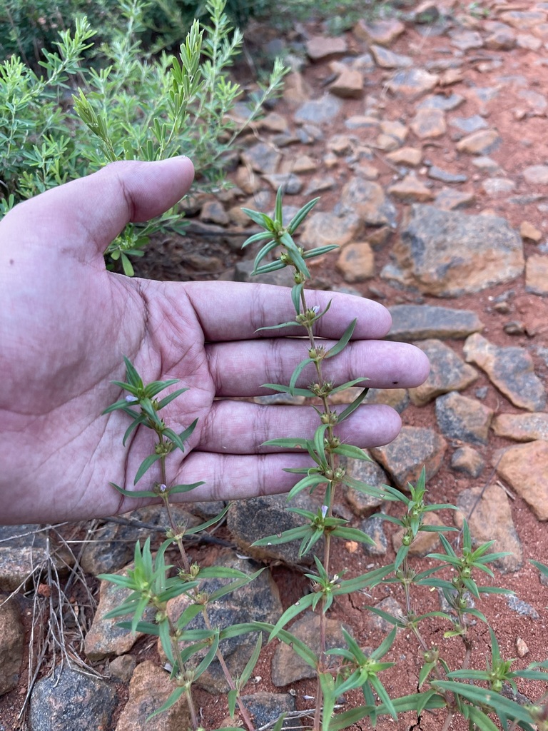 rough buttonweed from Steele Creek, Charlotte, NC, USA on September 12 ...