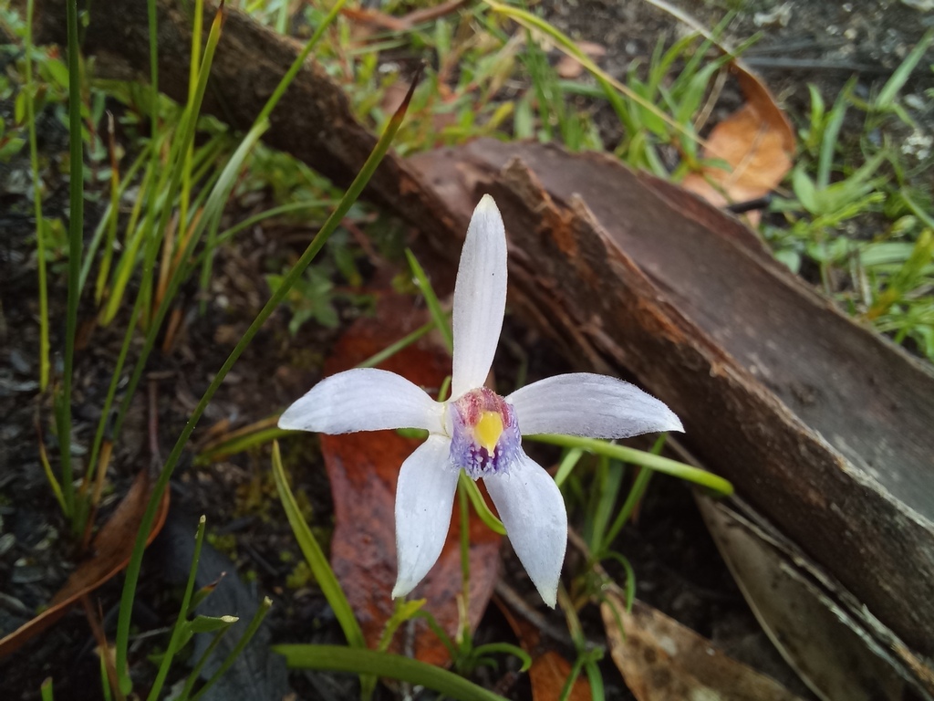 Blue Fairy Orchid from Anglesea VIC 3230, Australia on September 5 ...