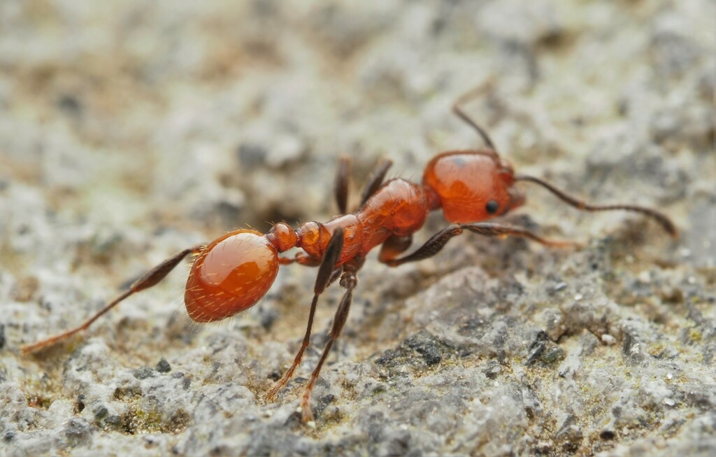 Striated Ant from New Plymouth District, Taranaki, New Zealand on ...