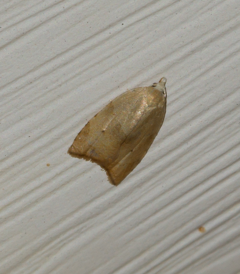 Batman Moth in September 2023 by Stella Tea · iNaturalist