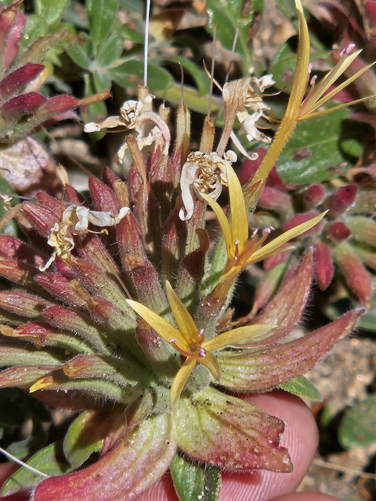 Yellow monardella from Mountain Center, CA 92561, USA on August 31 ...