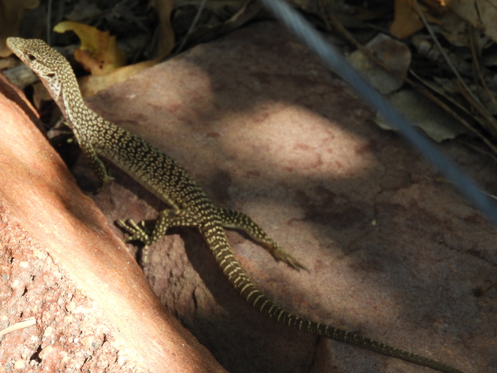 Banded/Spotted Tree Monitor Complex from Litchfield Park NT 0822 ...
