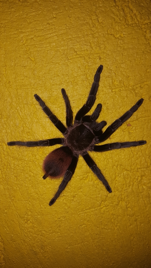 Yucatán Rust-rump Tarantula in October 2020 by Made of Stardust ...